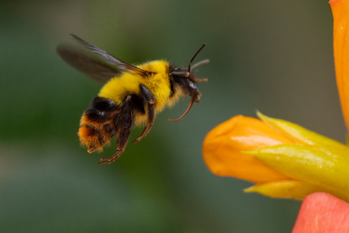 Observations by incccc · iNaturalist