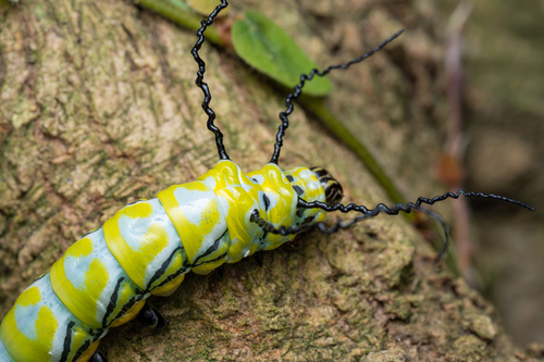 Observations by incccc · iNaturalist