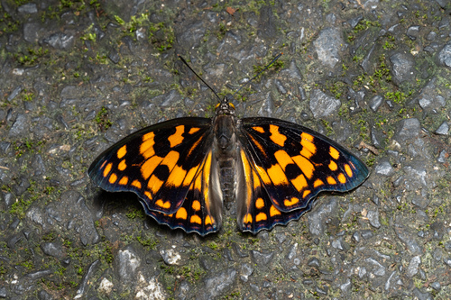 Observations by incccc · iNaturalist