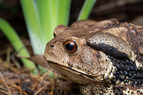 Observations by incccc · iNaturalist