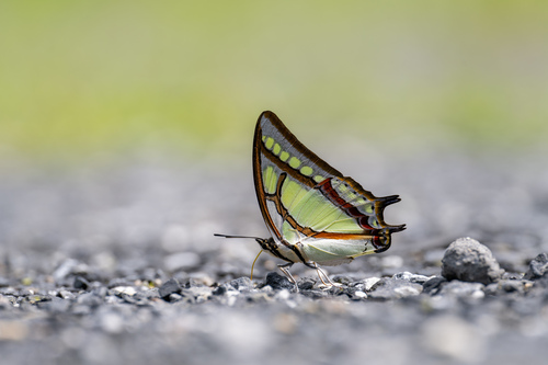 Observations by incccc · iNaturalist