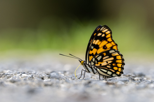 Observations by incccc · iNaturalist