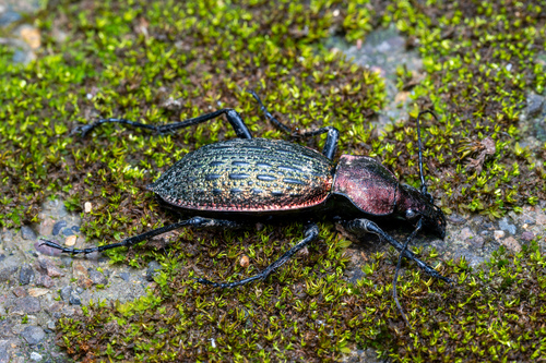 Observations by incccc · iNaturalist