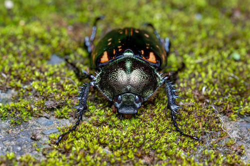 Observations by incccc · iNaturalist