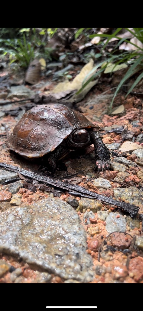 Spiny Terrapin in June 2023 by Erin Lacour · iNaturalist