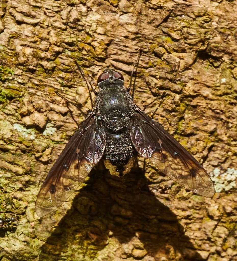 Charcoal Bee Flies from 羊稠坑步道 on June 29, 2023 at 10:46 AM by Ming-Yu ...