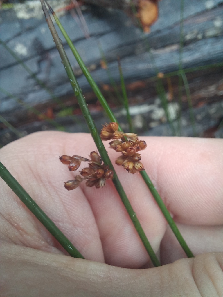 rushes in June 2023 by Kjell Knable · iNaturalist