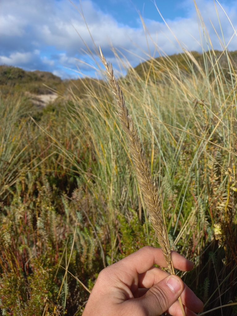European marram grass in June 2023 by Kjell Knable · iNaturalist