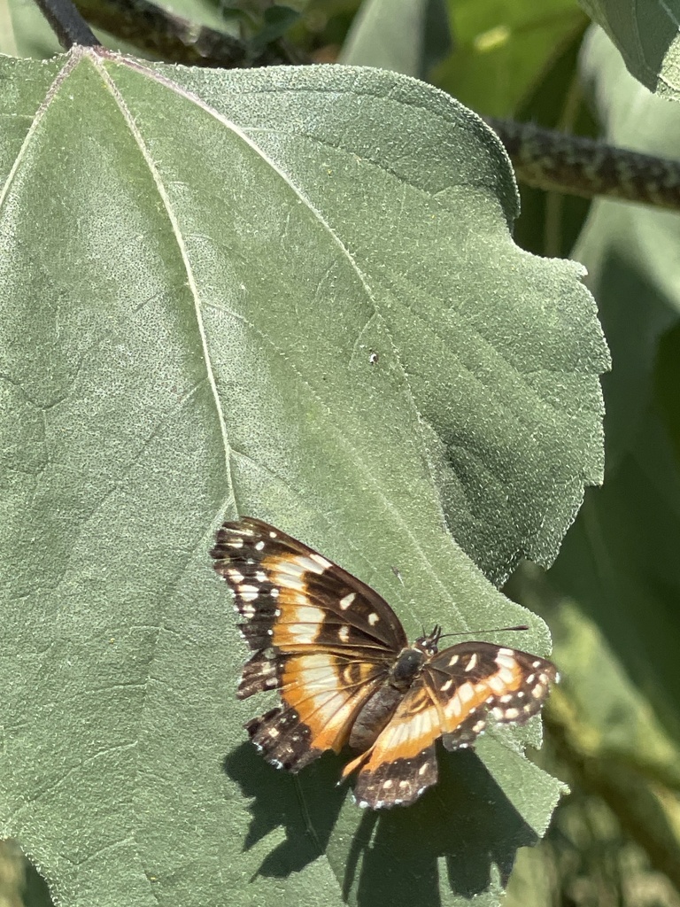 Bordered Patch from Clyde Dr, Aledo, TX, US on June 27, 2023 at 12:48 ...