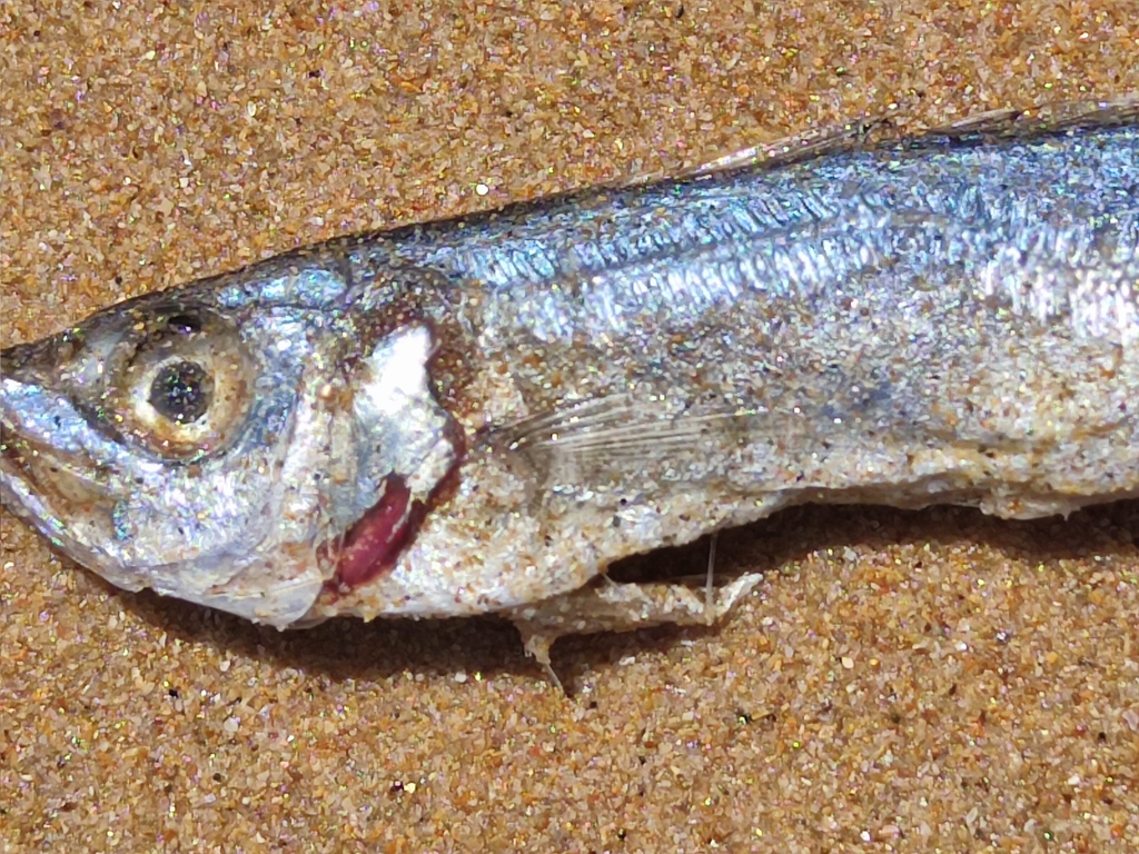 Jack Mackerels from Costa da Caparica, Portugal on June 29, 2023 at 12: ...