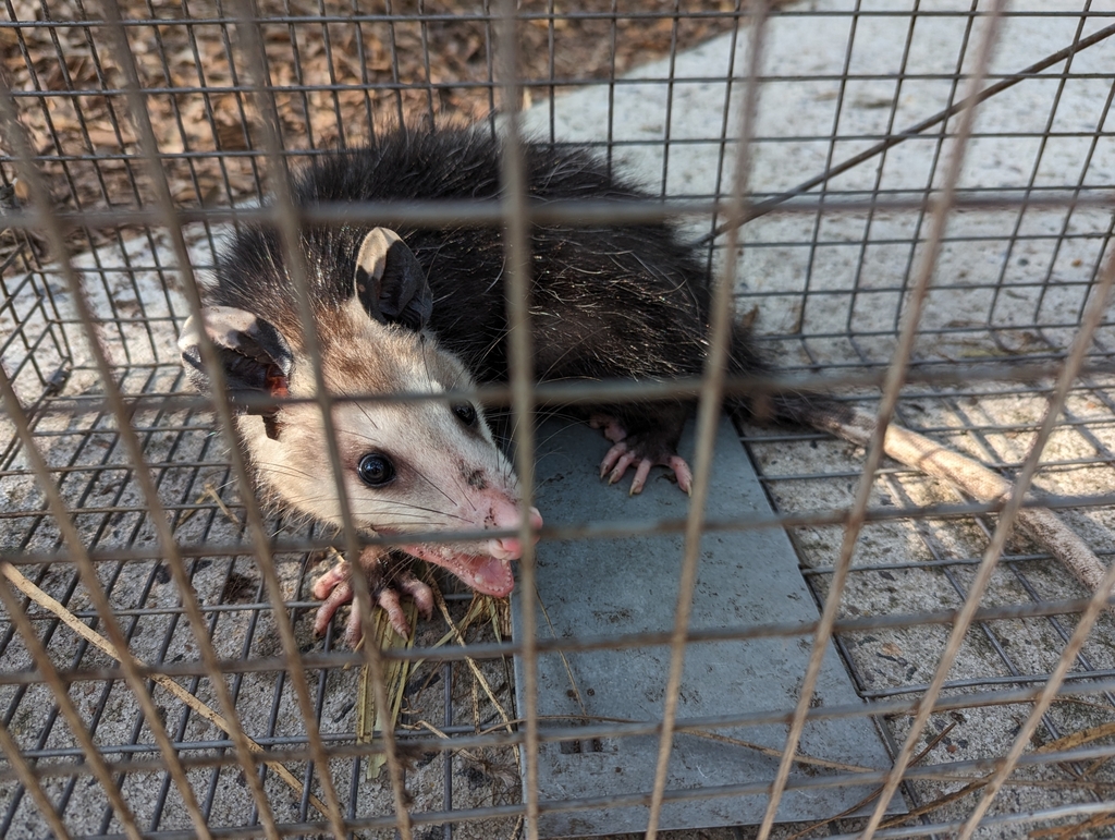 Virginia Opossum from Blackshear, GA 31516, USA on June 29, 2023 at 08: ...