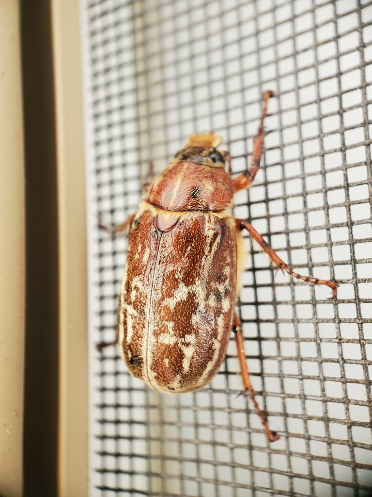 Variegated June Beetle from Deep River, ON K0J, Canada on June 29, 2023 ...