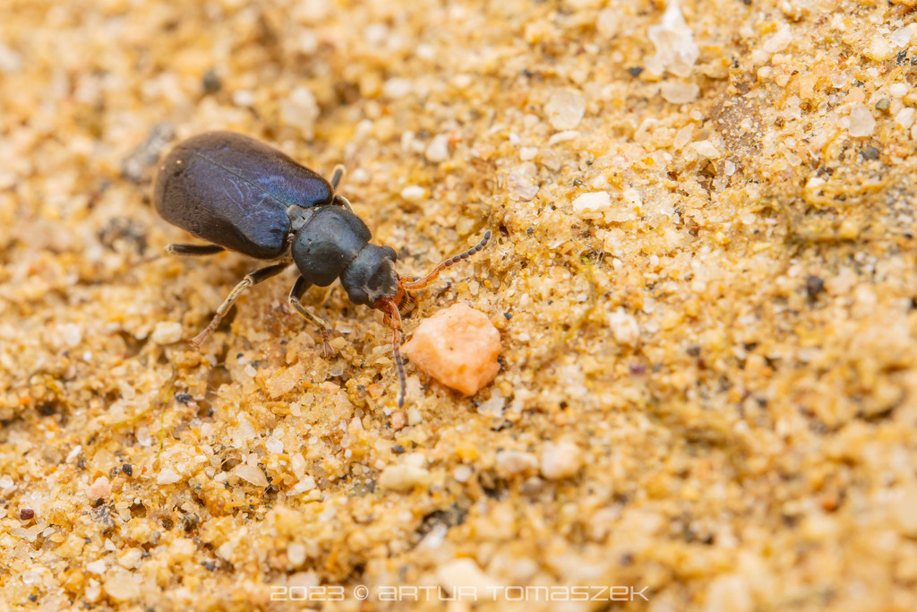 Laius in June 2023 by Artur Tomaszek · iNaturalist