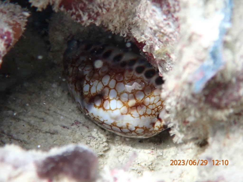 Mauritia histrio in June 2023 by Amir Rasheed · iNaturalist