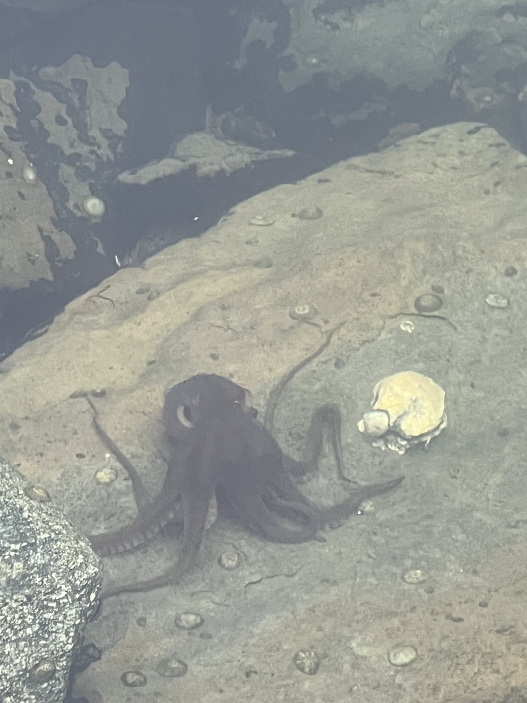Lesser Two-spot Octopus from Santa Monica Bay, CA, US on June 29, 2023 ...