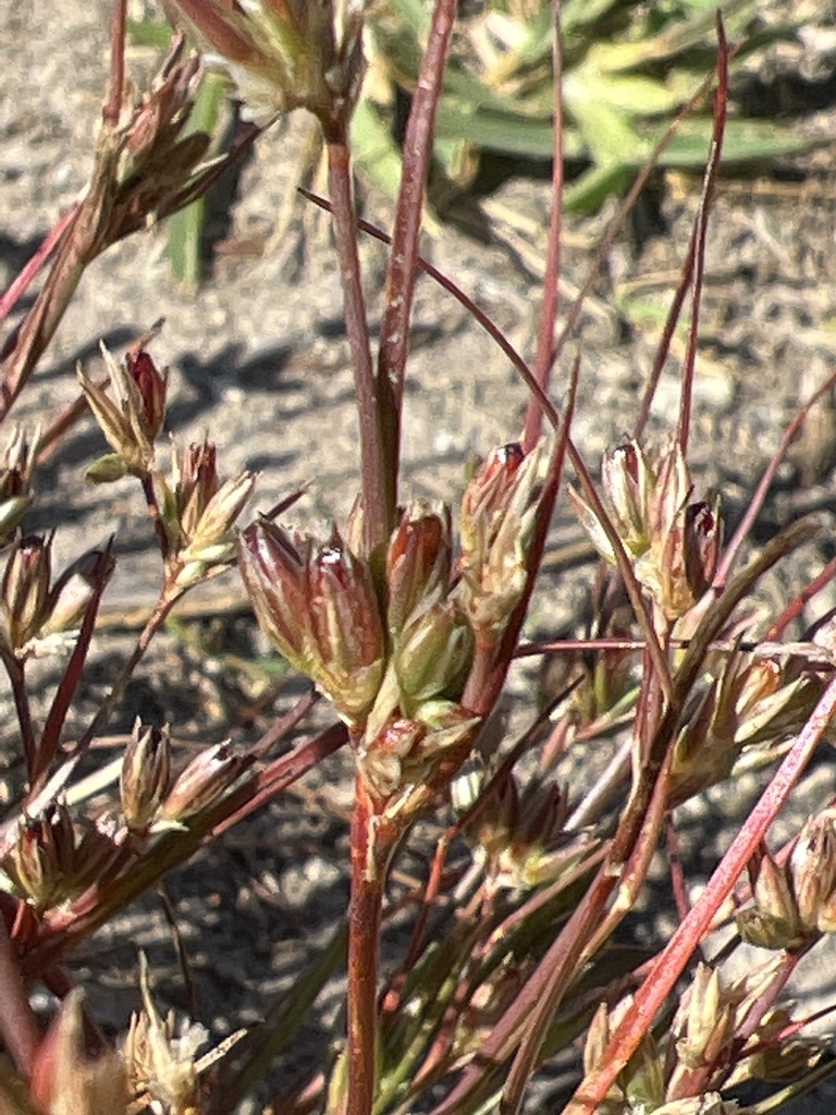 dwarf rush from Avenida Octavio Augusto, Chiclana de la Frontera, Cádiz ...