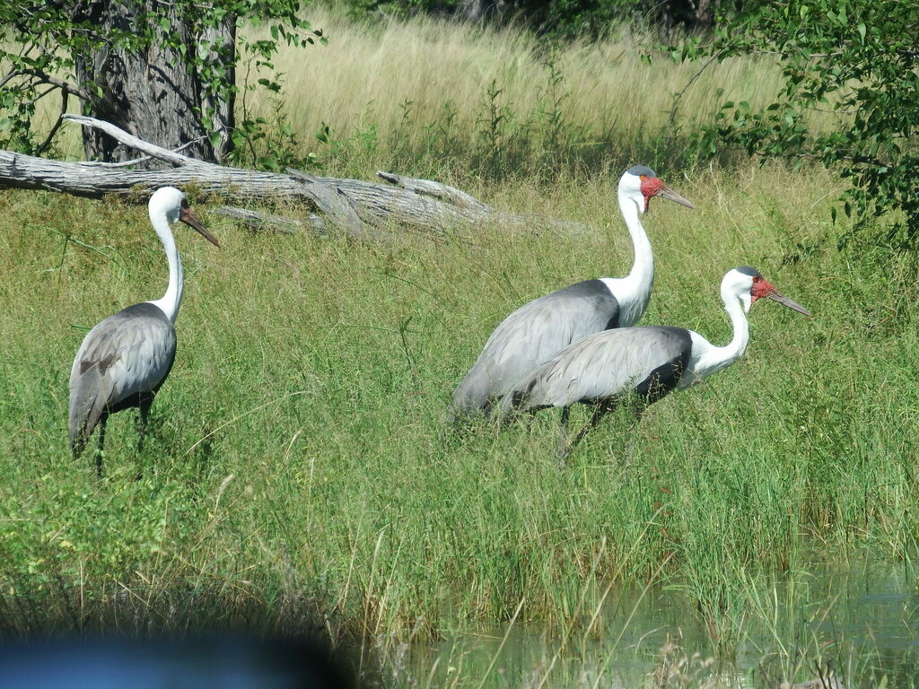 Wattled Crane in March 2017 by Wade Sexton · iNaturalist