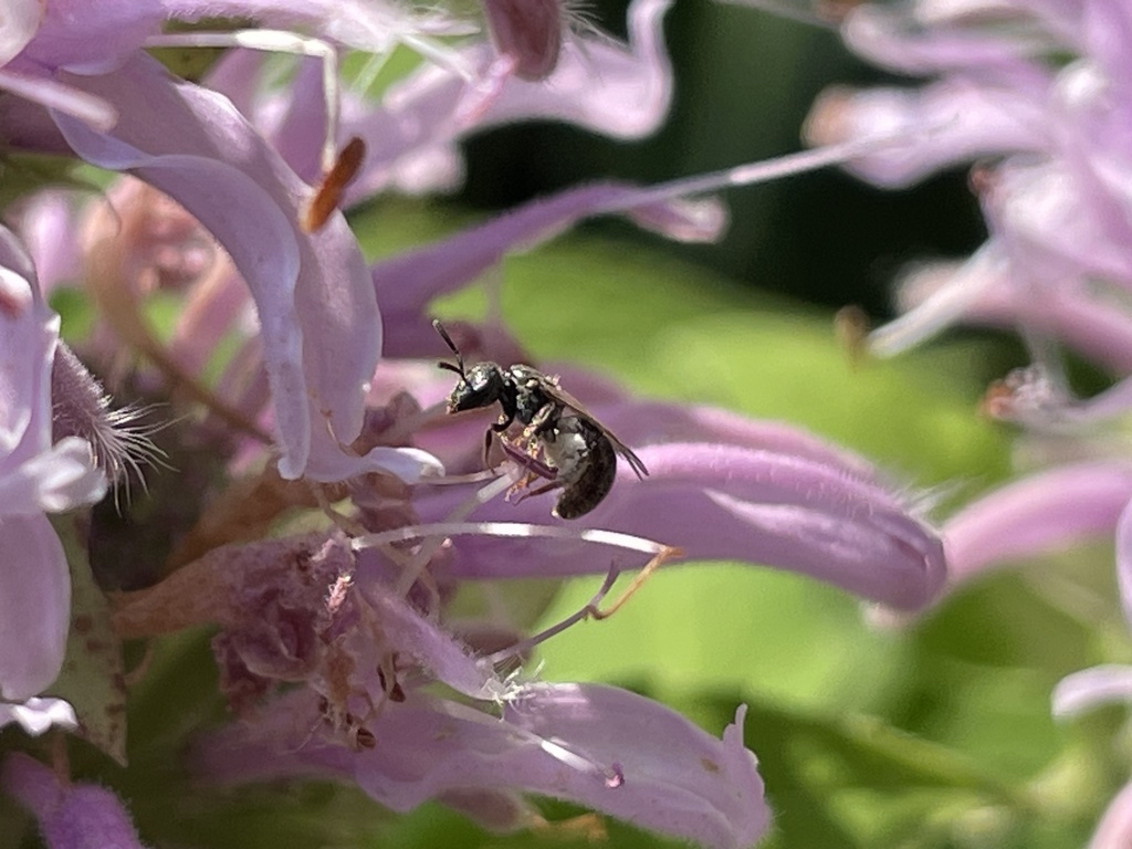 Metallic Sweat Bees from Carrie Dr NW, Kennesaw, GA, US on June 29 ...
