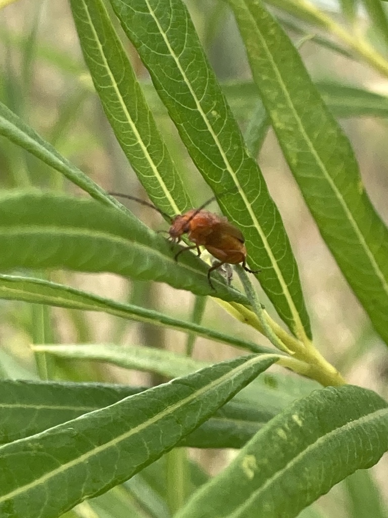 Common Red Soldier Beetle from Sjælland, Gilleleje, Region Hovedstaden ...