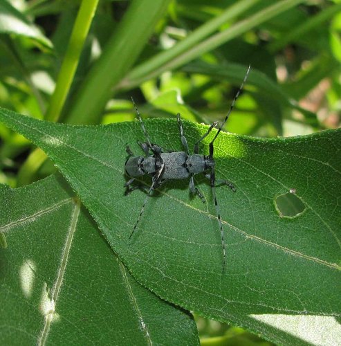 Subespecies Canidia cincticornis balteata · iNaturalist Mexico
