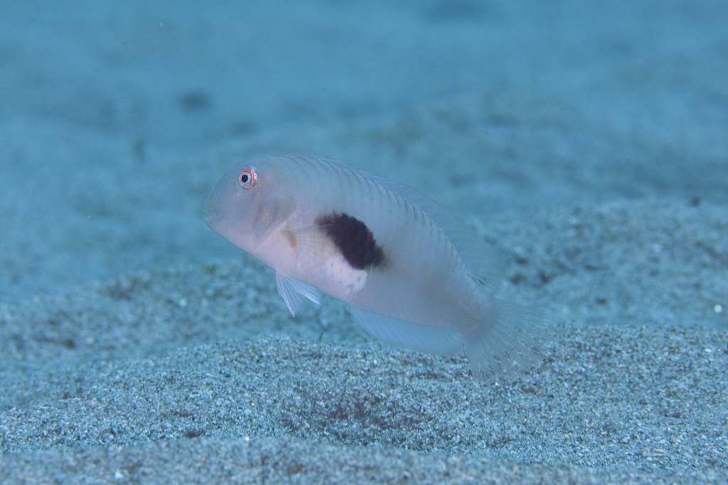 Redblotch Razorfish from 鹿児島県大島郡天城町西阿木名 西阿木名漁港沖 on October 1, 2014 at ...
