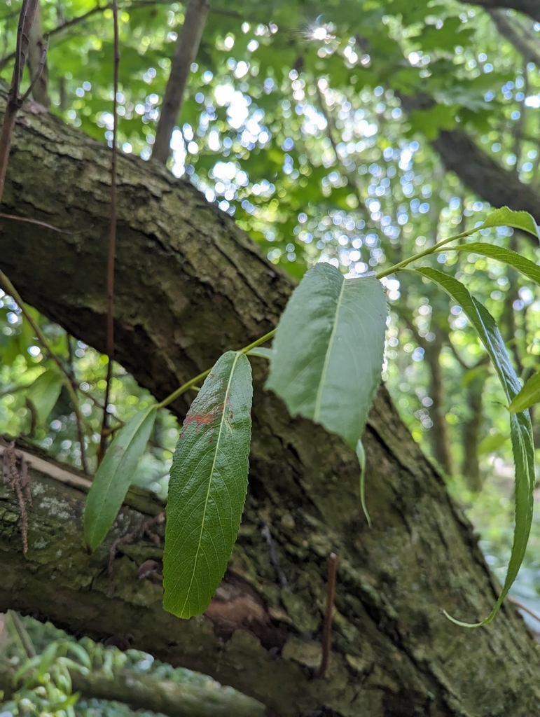 plants from Newcastle upon Tyne NE6, UK on June 29, 2023 at 05:03 PM by ...