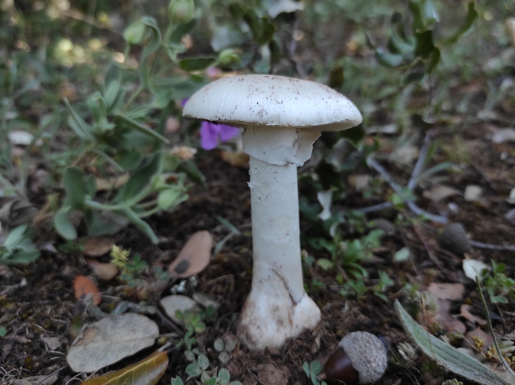 Fool's Mushroom from Villarroya, 26587, La Rioja, España on June 12 ...