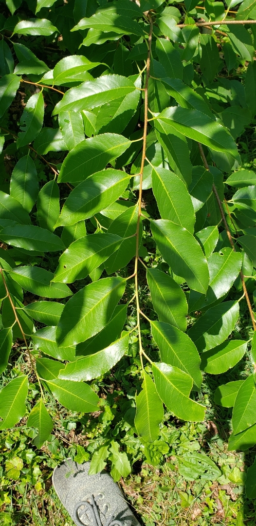 Something by Abby Flanders · iNaturalist