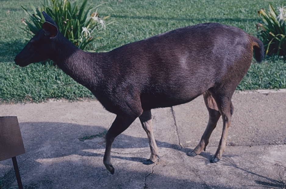 Sambar in April 1979 by valerio sbordoni · iNaturalist