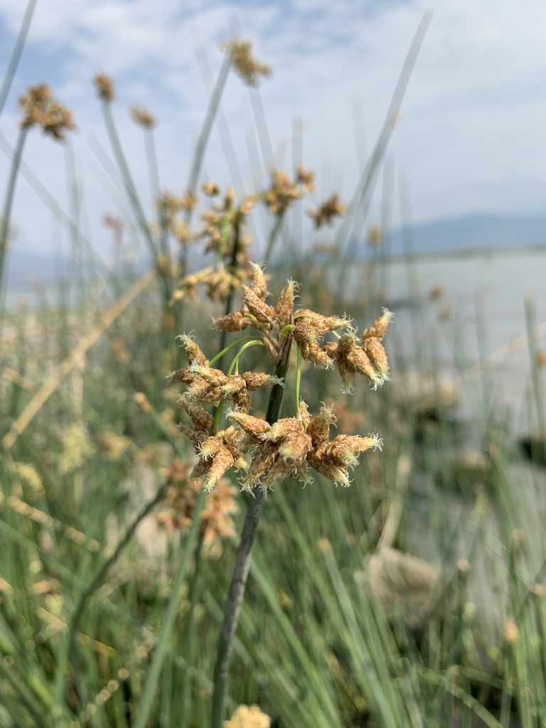 California bulrush from Lago de Chapala, Chapala, JAL, MX on June 29 ...