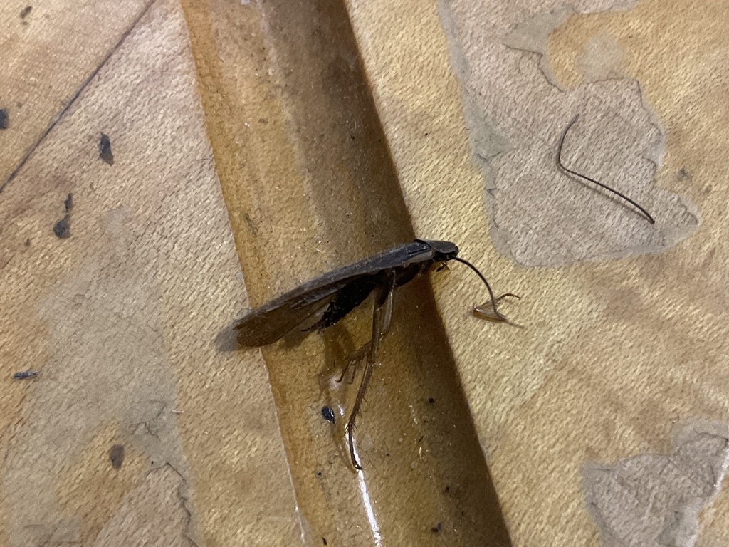 Winged and Once-winged Insects from Daniel Rd, Keysville, VA, US on ...