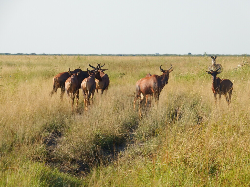 Common Tsessebe from Chobe, Botswana on March 25, 2017 at 08:36 PM by ...