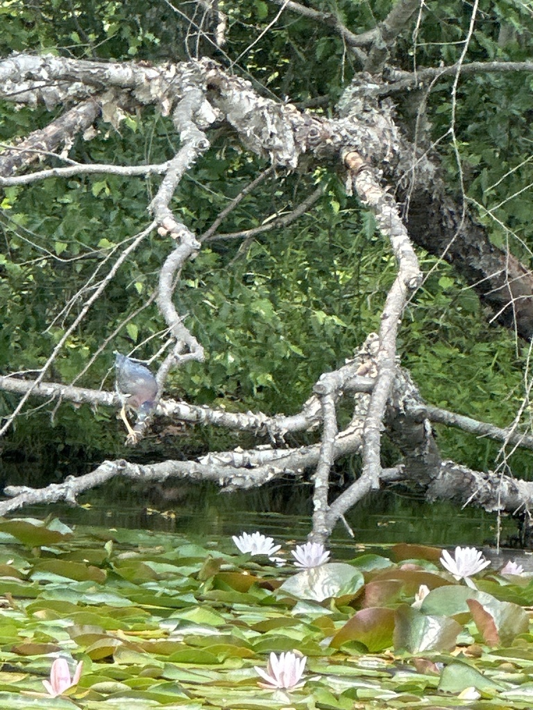 Green Heron from Park Rd, Elverson, PA, US on June 29, 2023 at 01:53 PM ...