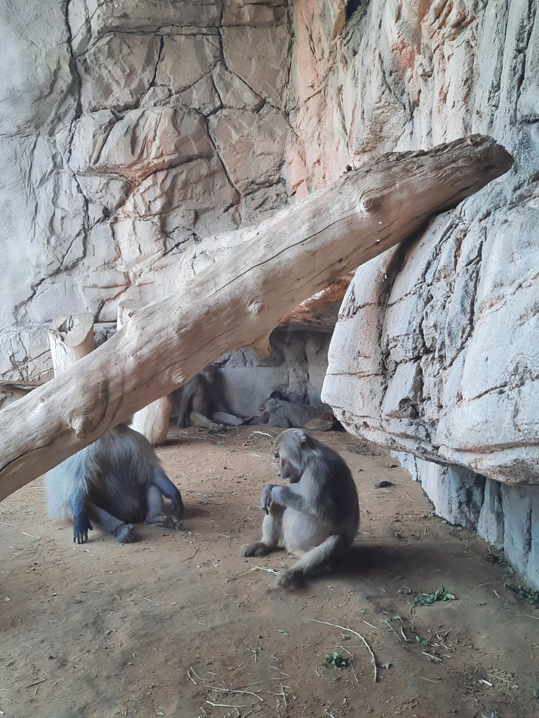 Baboons, Macaques, and Mangabeys from Sharjah Desert Park on June 29 ...