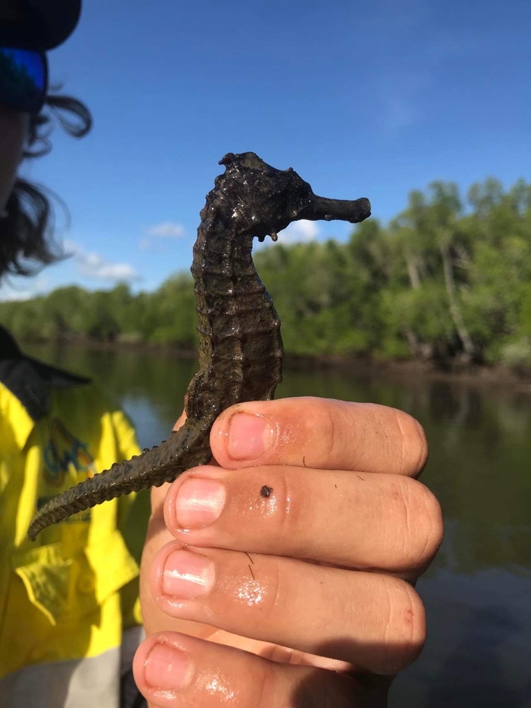 Common Seahorse from Embley River, Mission River, QLD, AU on June 30 ...