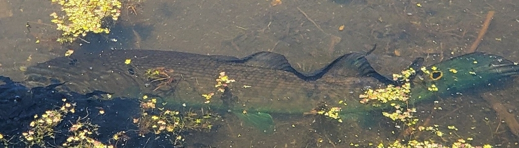 Eyetail Bowfin from Montague, MI, USA on May 30, 2023 at 03:14 PM by ...
