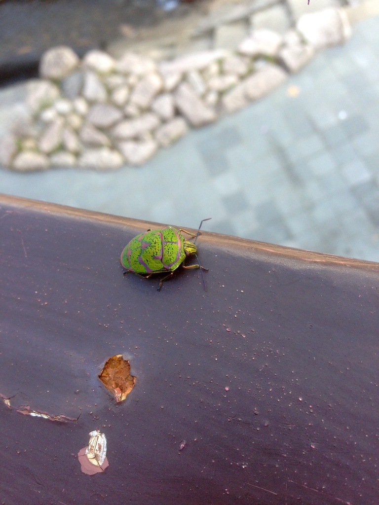 Clown Stink Bug in September 2017 by Anthony blue · iNaturalist