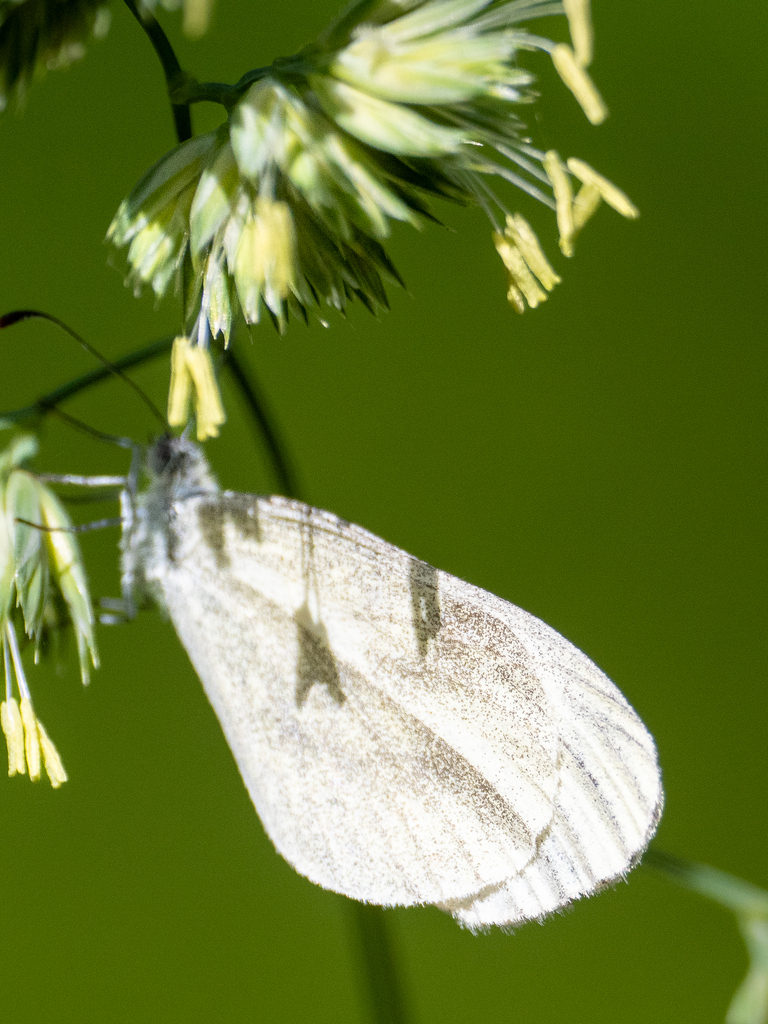 Wood White from Salo, Suomi on June 24, 2023 at 10:52 AM by Kerkko ...