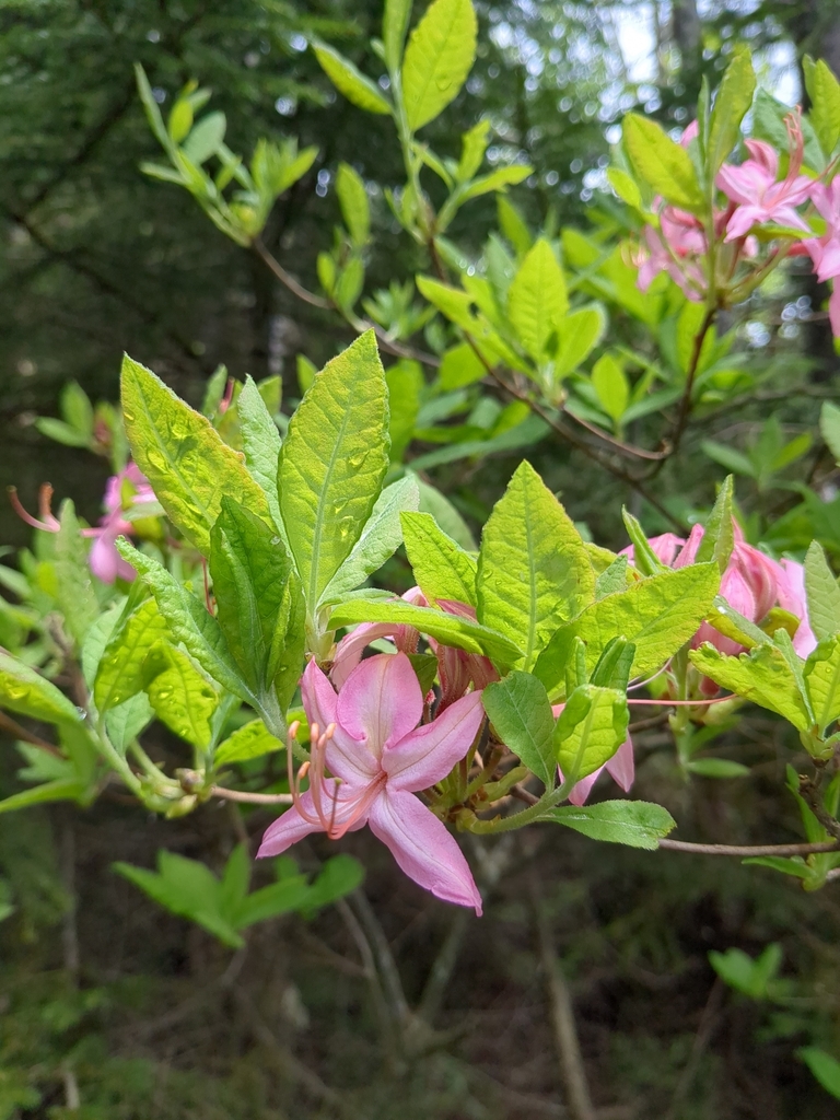 early azalea from Rutland County, US-VT, Appalachian National Scenic ...