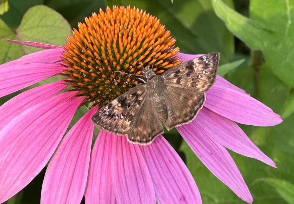 Horace's Duskywing in June 2023 by Mary W. Yandell · iNaturalist