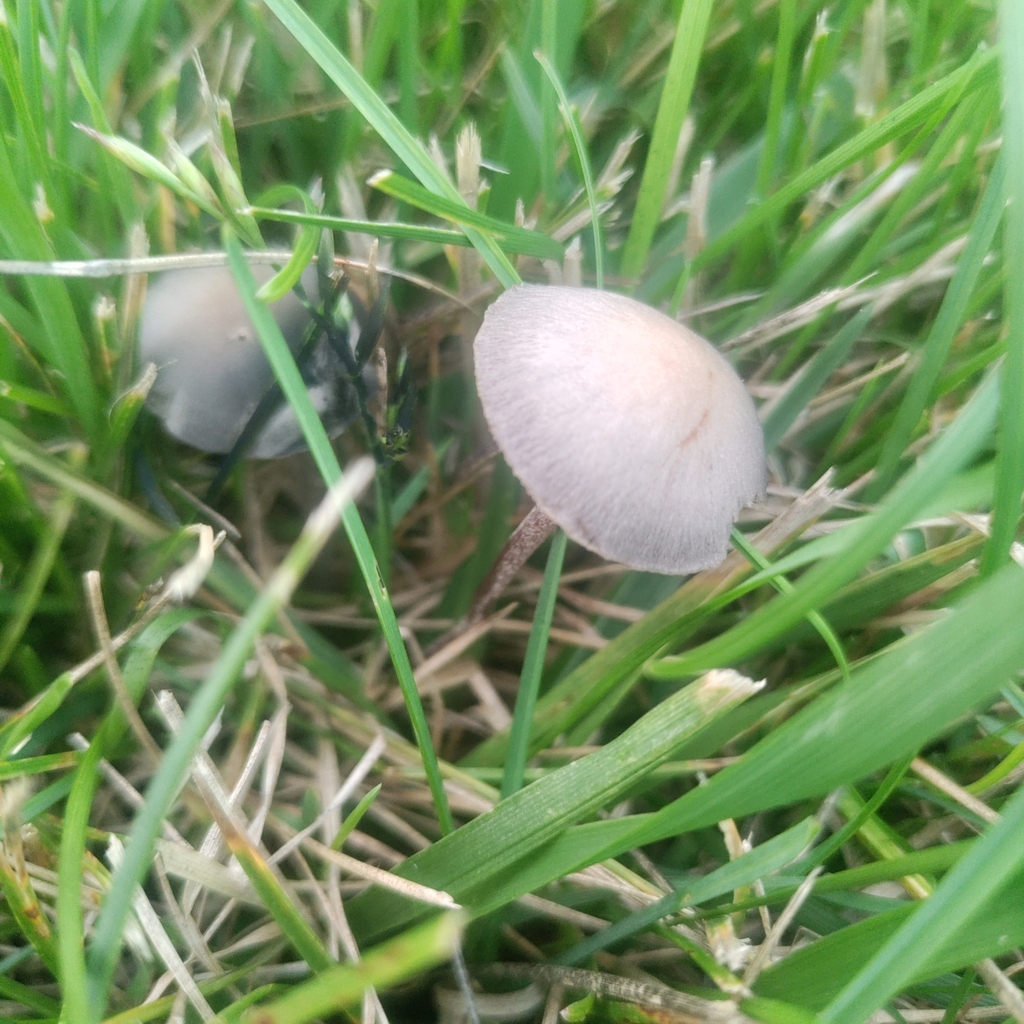 Banded Mottlegill in June 2023 by Jonathan Scooby Bolha · iNaturalist