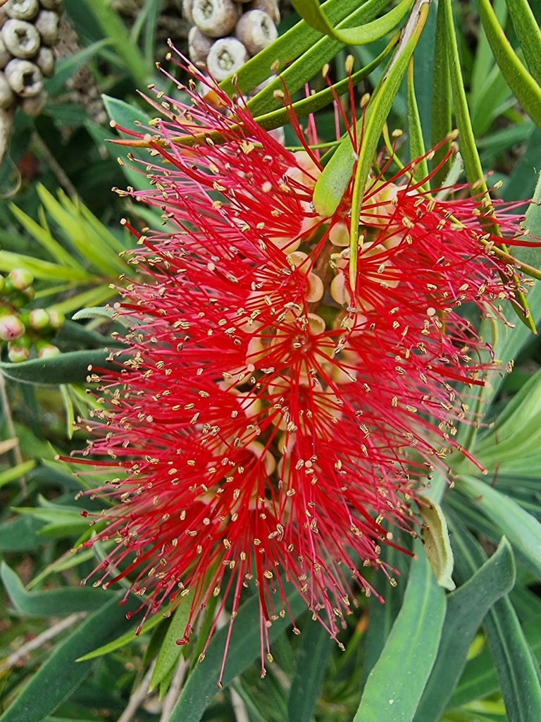 bottlebrushes from Torquay TQ2, UK on June 27, 2023 by Miriah Williams · iNaturalist