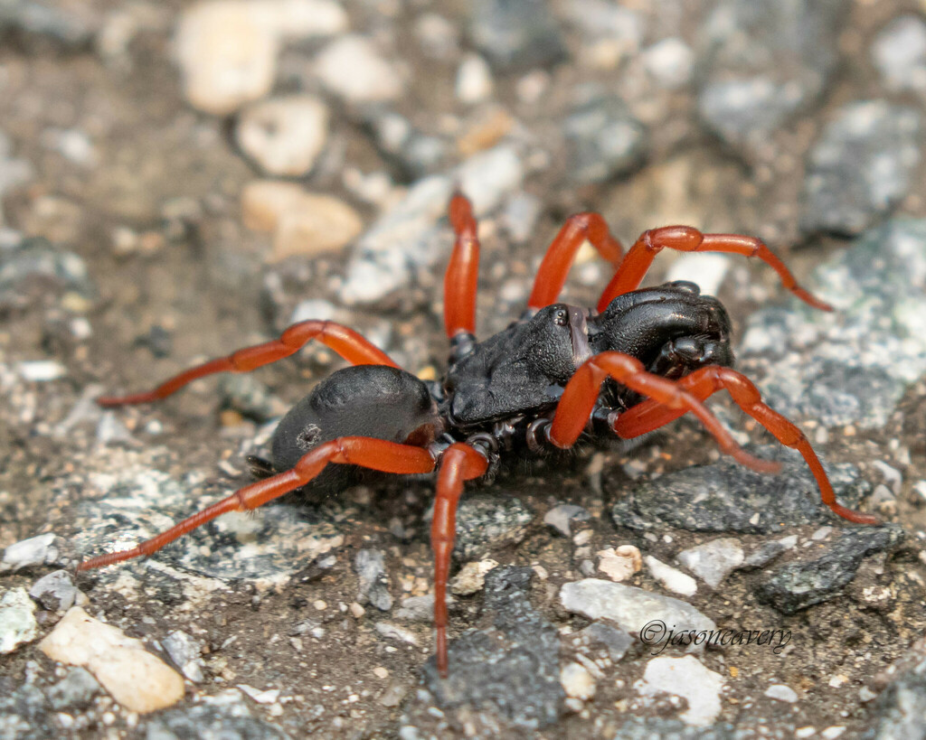 Red-legged Purseweb Spider from Calvert County, MD, USA on June 29 ...