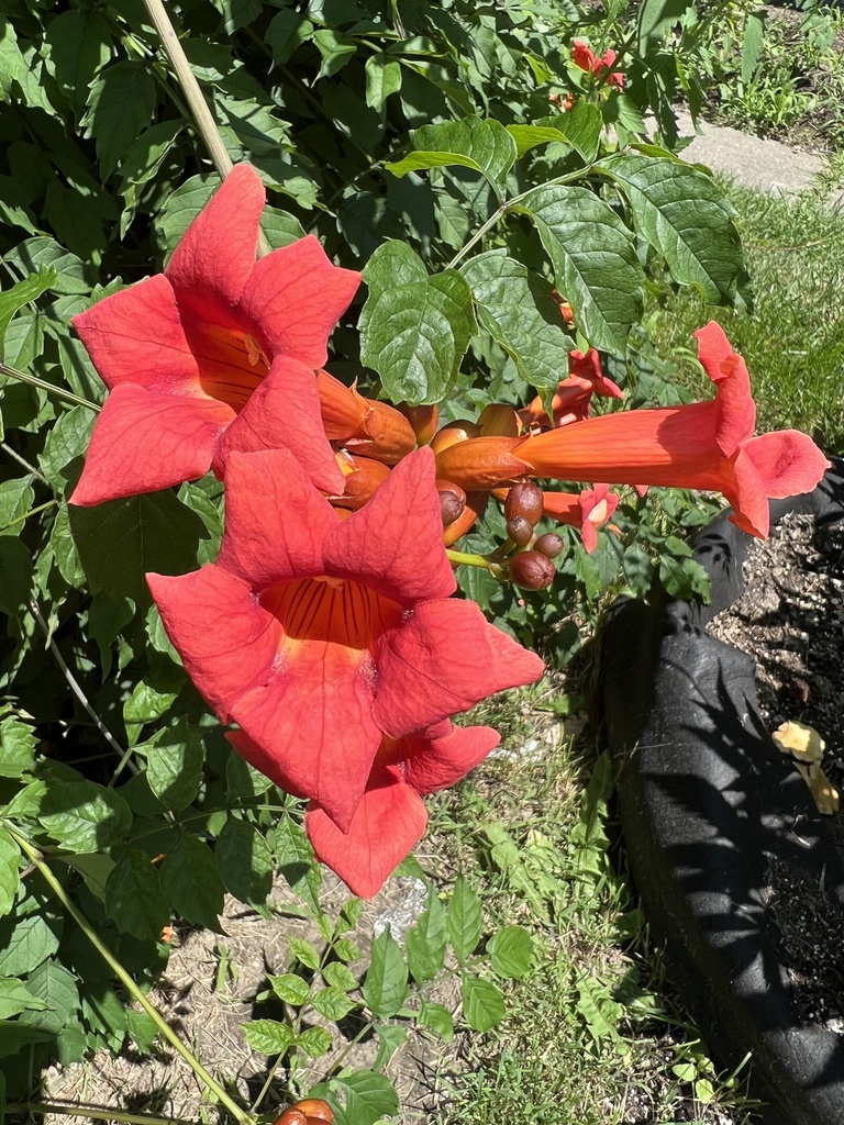 American trumpet vine from South St, Northampton, MA, US on June 25 ...