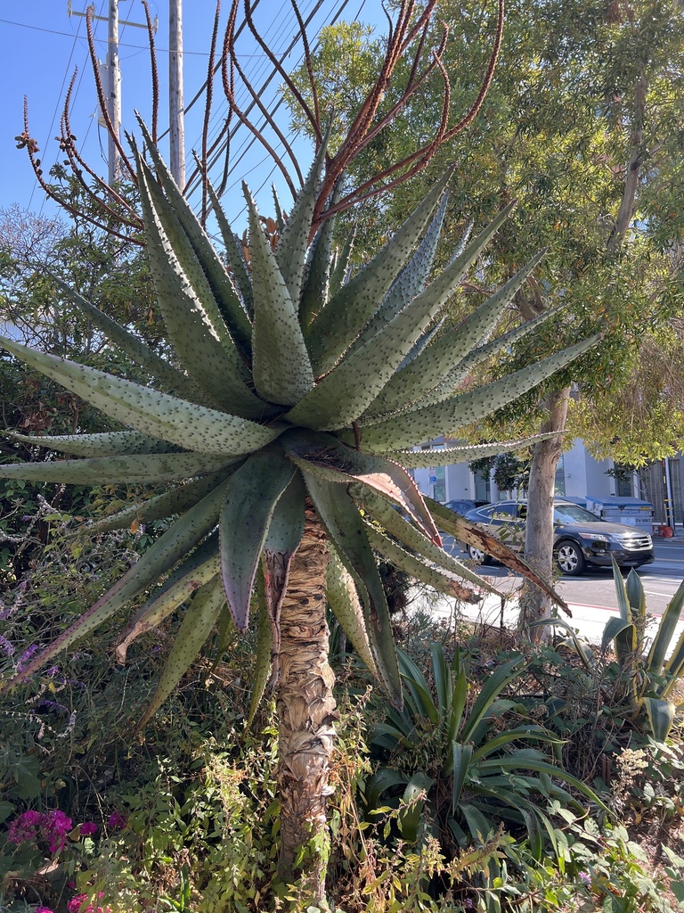 mountain aloe from Illinois St, San Francisco, CA, US on June 29, 2023 ...