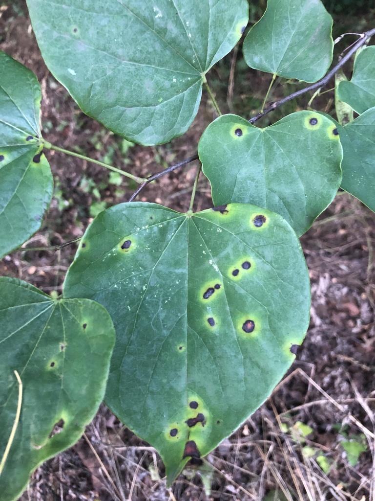 Redbud leaf spot from Fort C.F. Smith Park, Arlington, VA, US on June 29, 2023 at 08:19 PM by ...
