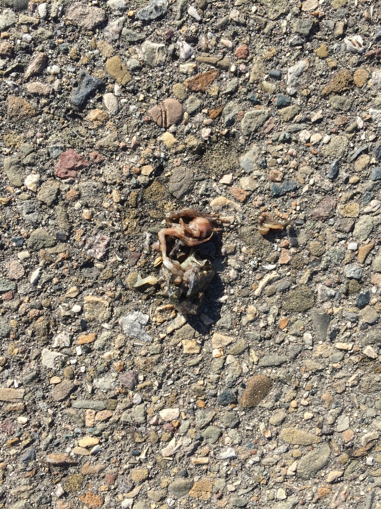 California Red-legged Frog in December 2018 by Alice Abela. Very ...