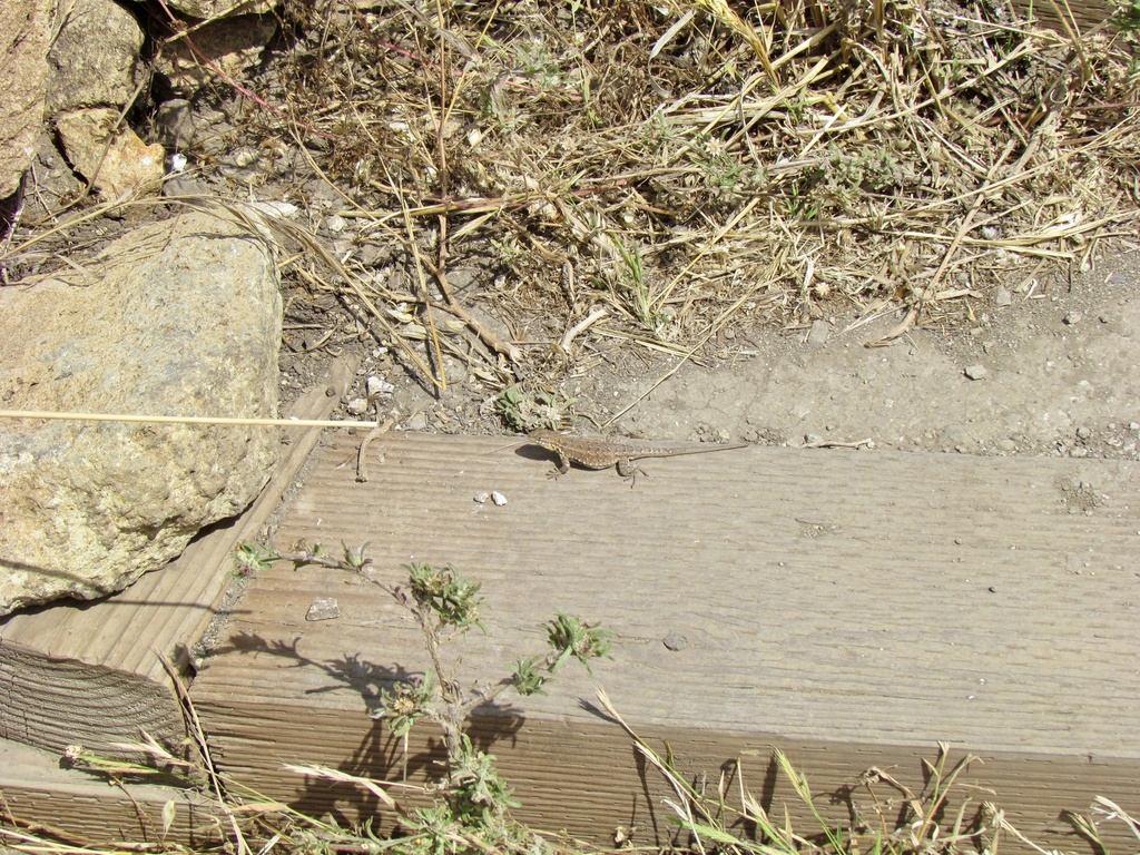 Common Side-blotched Lizard from Channel Islands National Park, CA, US ...