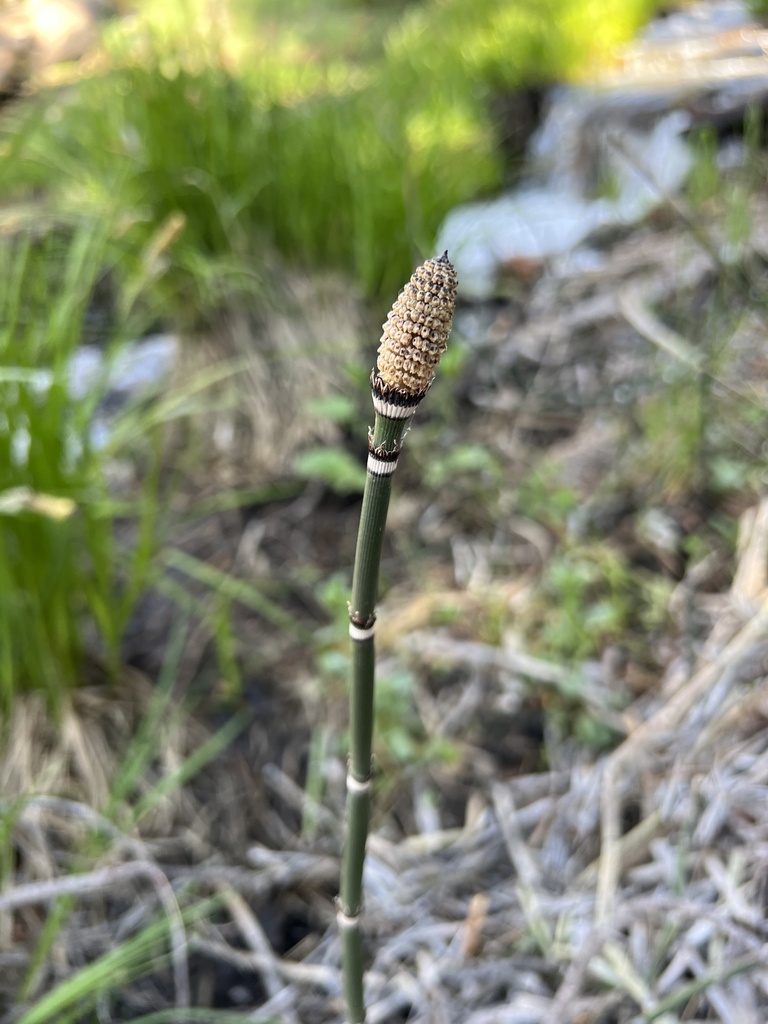 western scouringrush from Sand to Snow National Monument, Angelus Oaks ...