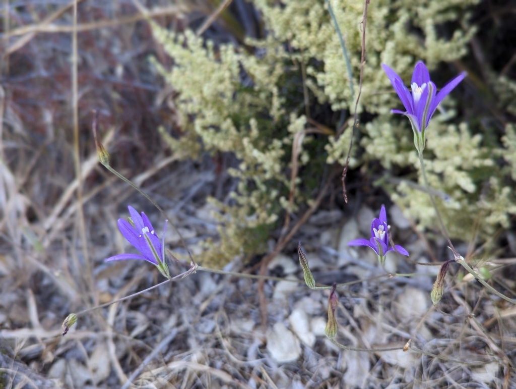 narrow-flowered California brodiaea in June 2023 by alison frichtl ...